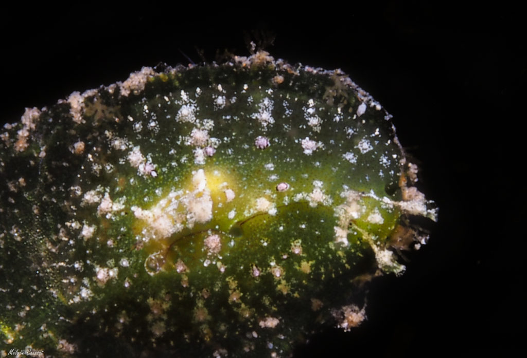 Phyllaplysia engeli - Seaslugs Guadeloupe